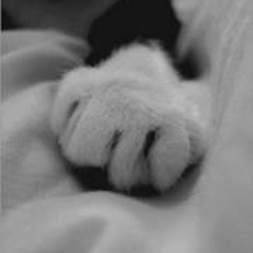 Stream Andrea Primm music | Listen to songs, albums, playlists for free ...