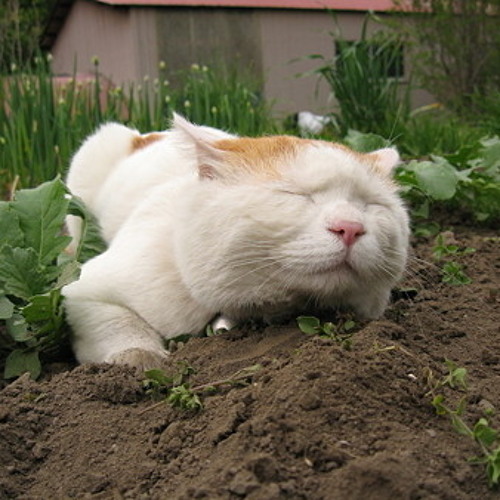 Stream Stoned Ass Cats Music Listen To Songs Albums Playlists For Free On Soundcloud
