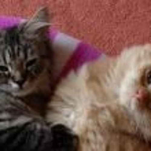 Stream Daniela Haase music | Listen to songs, albums, playlists for ...