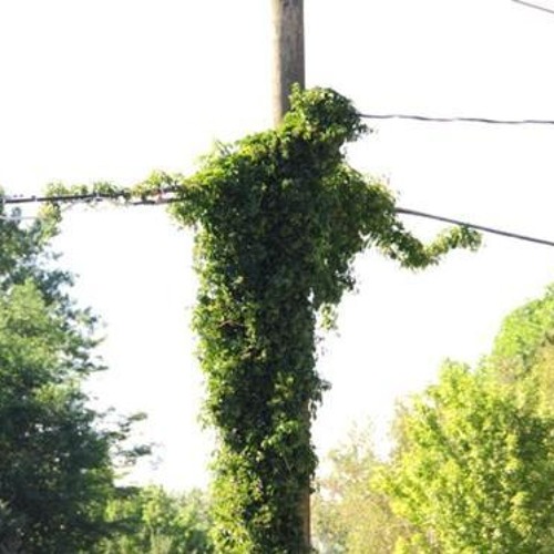 Stream Creeping Jesus music | Listen to songs, albums, playlists for ...