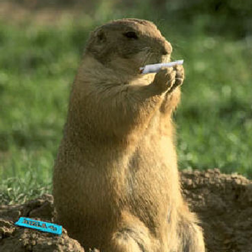 Stream murmeli music | Listen to songs, albums, playlists for free on ...