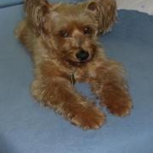 Stream Mafi music | Listen to songs, albums, playlists for free on ...