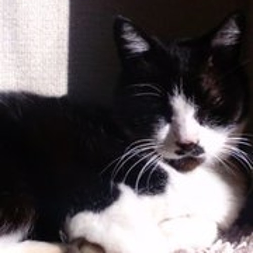 Stream Junko Fujimoto music | Listen to songs, albums, playlists for ...