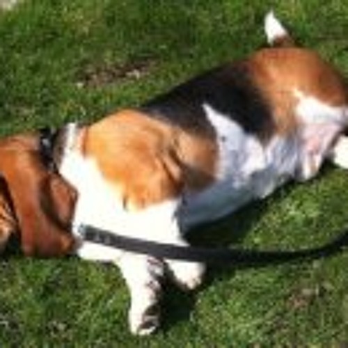 Stream Richard Piggott music | Listen to songs, albums, playlists for ...