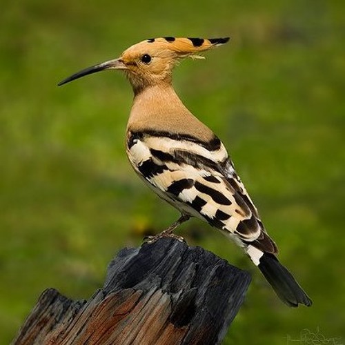 Stream Hodhod Al Haq music | Listen to songs, albums, playlists for ...