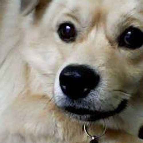 Stream Egg Han music | Listen to songs, albums, playlists for free on ...