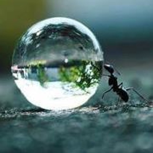 Stream Formica Semut music | Listen to songs, albums, playlists for ...