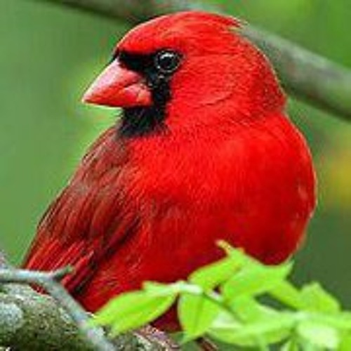 Stream Cho Cho Khaing music | Listen to songs, albums, playlists for ...