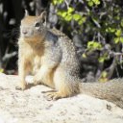 Stream Frank Beck music | Listen to songs, albums, playlists for free ...