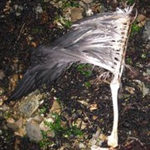 Stream Róisín Foley music | Listen to songs, albums, playlists for free ...