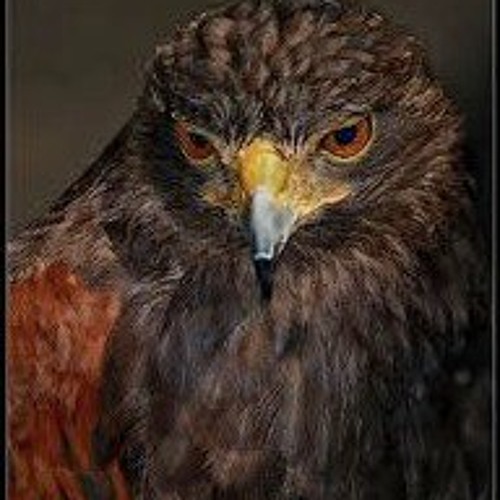 Stream Robin Proper-Sheppard music | Listen to songs, albums, playlists ...