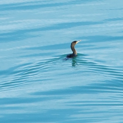 Stream nitsua_austin music | Listen to songs, albums, playlists for ...