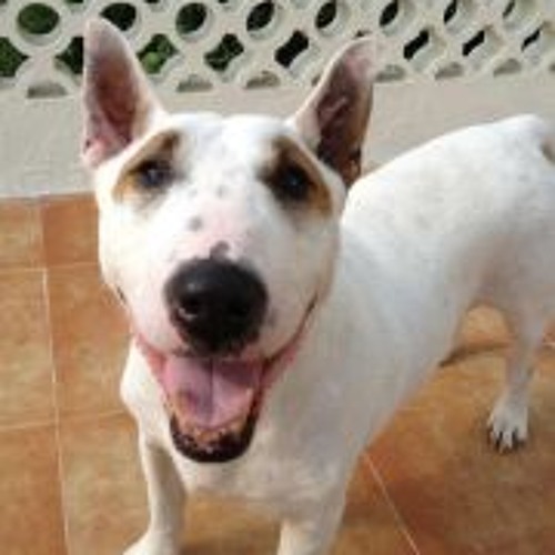 Stream Denise Laughlin music | Listen to songs, albums, playlists for ...