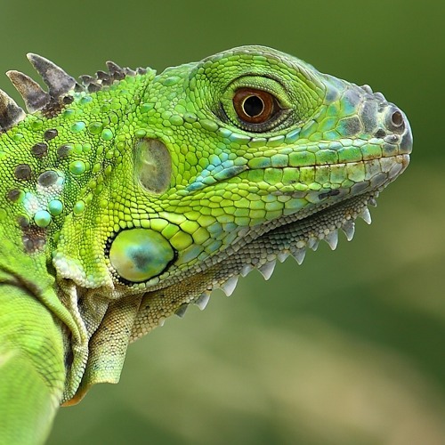 Stream JGuana music | Listen to songs, albums, playlists for free on ...