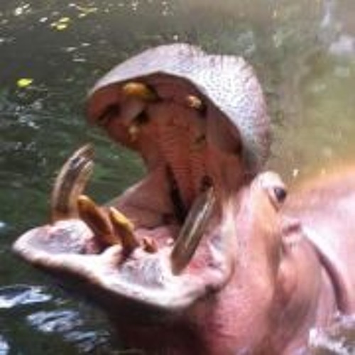 Stream Sally Foster music | Listen to songs, albums, playlists for free ...