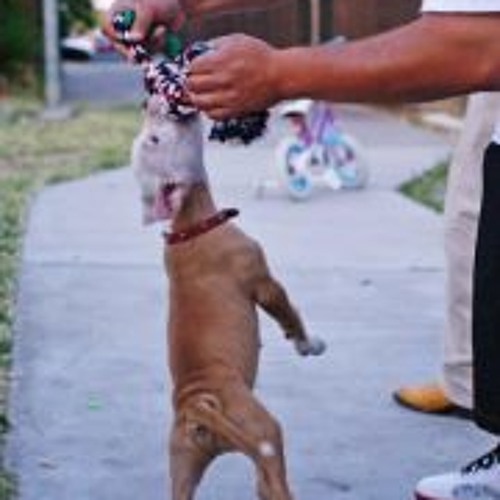 Stream Dan Dan Minton III music | Listen to songs, albums, playlists ...