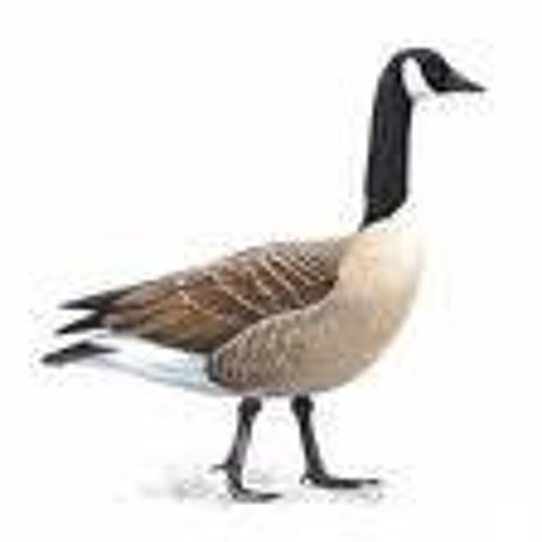 Stream Zeus Lam music | Listen to songs, albums, playlists for free on ...