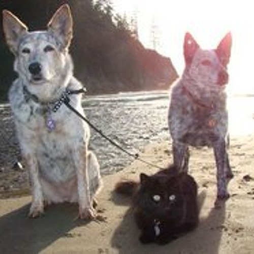 Stream Sarah Perine music | Listen to songs, albums, playlists for free ...