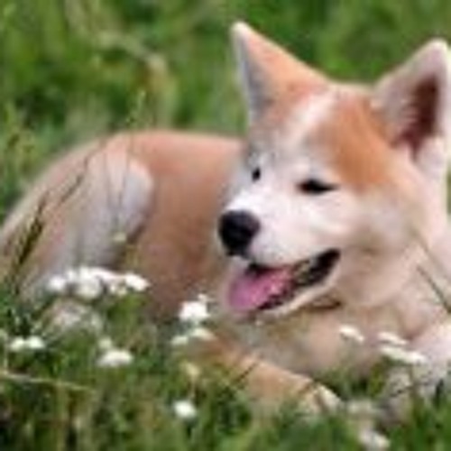 Stream Iniko - Jericho Remix (Prod. Syko).mp3 by John Adriel | Listen ...