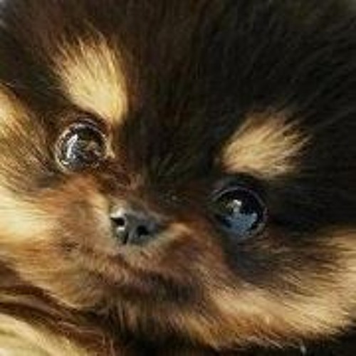 Stream Francesca Cattani 1 music | Listen to songs, albums, playlists ...