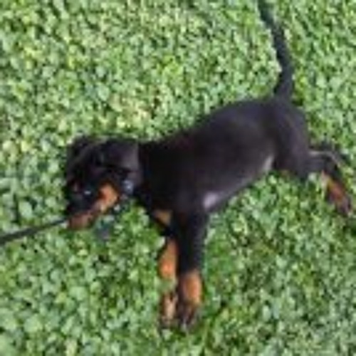 Stream Gamal Said music | Listen to songs, albums, playlists for free ...