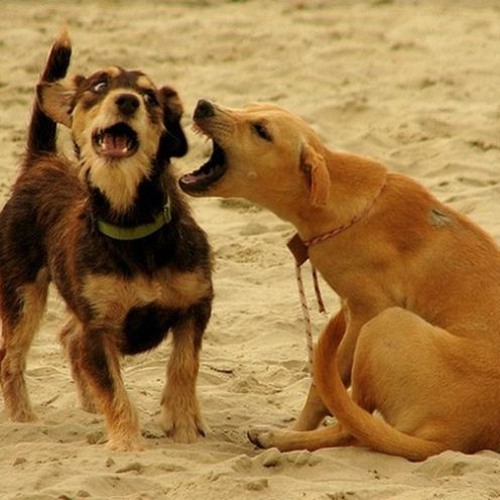 Stream Ragab Amgad music | Listen to songs, albums, playlists for free ...