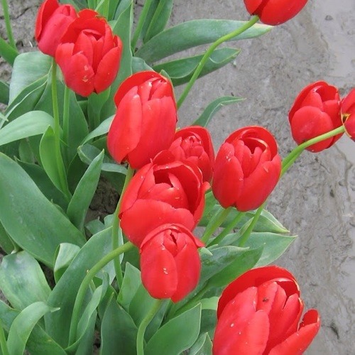 Stream Om Mahmood music | Listen to songs, albums, playlists for free ...