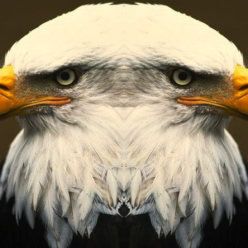 Stream Echelon (Band) music | Listen to songs, albums, playlists for ...