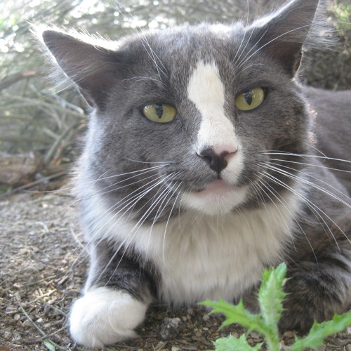 Stream catberg music | Listen to songs, albums, playlists for free on ...