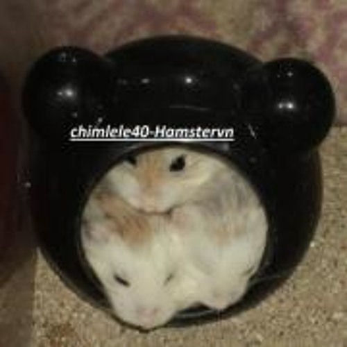 Stream Chim LeLe music | Listen to songs, albums, playlists for free on ...