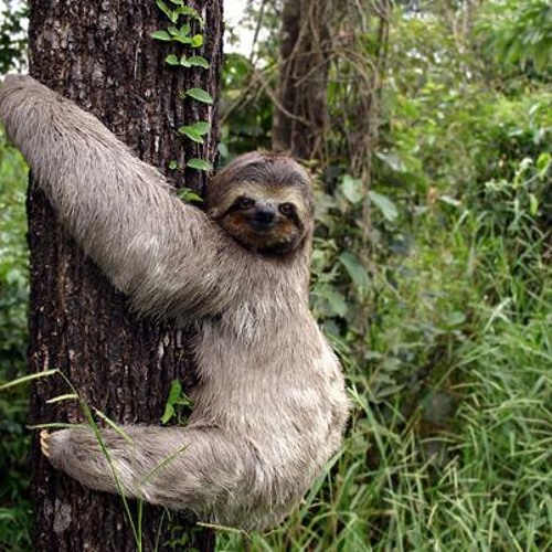 Stream Albino Sloth music | Listen to songs, albums, playlists for free ...