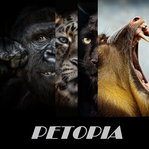 Stream Petopia music | Listen to songs, albums, playlists for free on ...