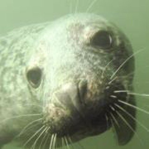 Stream Yo-Han Cha music | Listen to songs, albums, playlists for free ...