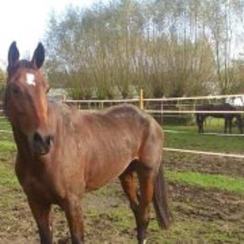 Stream Kevin De Ridder 3 music | Listen to songs, albums, playlists for ...