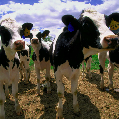 Stream Skeptical Cow Part 1 by Snave35 | Listen online for free on ...