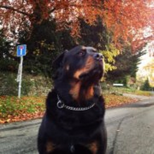 Stream Harry Rai music | Listen to songs, albums, playlists for free on ...