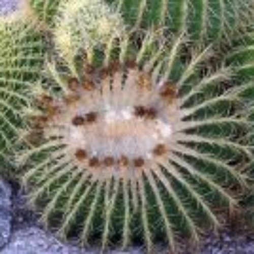 Stream Dayle Cook 1 music | Listen to songs, albums, playlists for free ...