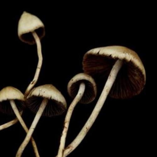 Stream Utcha-Wakan music | Listen to songs, albums, playlists for free ...