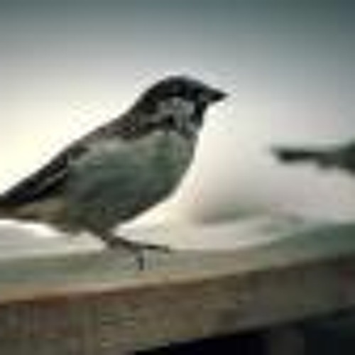 Stream Eng Maha Mohammad music | Listen to songs, albums, playlists for ...