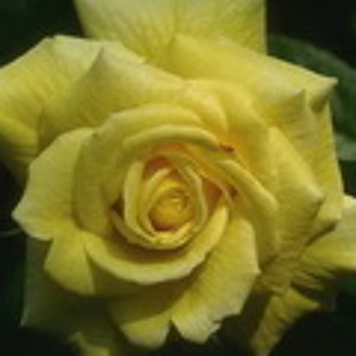 Stream Colleen Daley music | Listen to songs, albums, playlists for ...