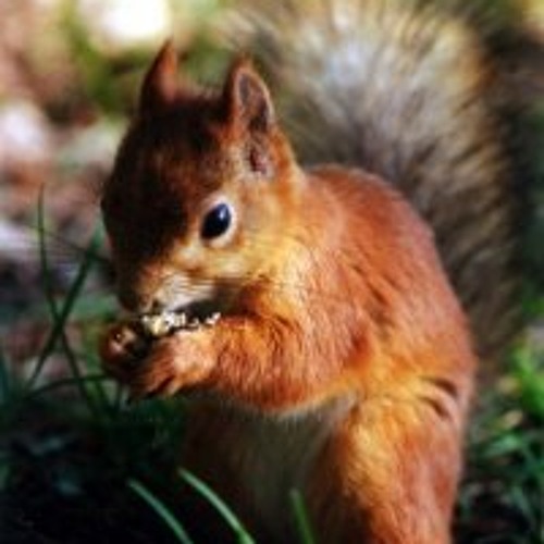 Stream Dominic Fountain music | Listen to songs, albums, playlists for ...