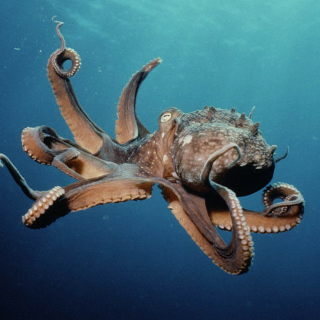 Stream Sleng Teng Jungle - Remixed by DrPhil by Artifice Intelligent ...