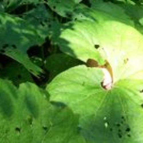 Stream Zev Moses music | Listen to songs, albums, playlists for free on ...