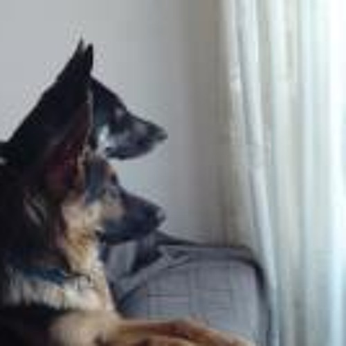 Stream Patrick Boelens music | Listen to songs, albums, playlists for ...