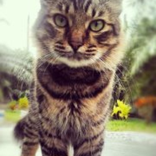 Stream Jaafar Yusof music | Listen to songs, albums, playlists for free ...