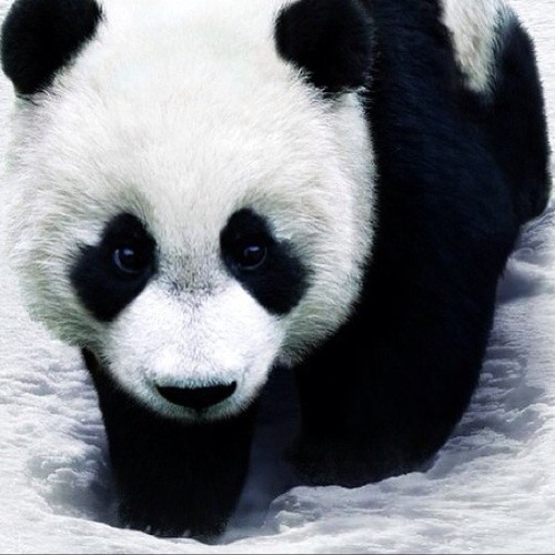Stream WU-PANDA music | Listen to songs, albums, playlists for free on ...