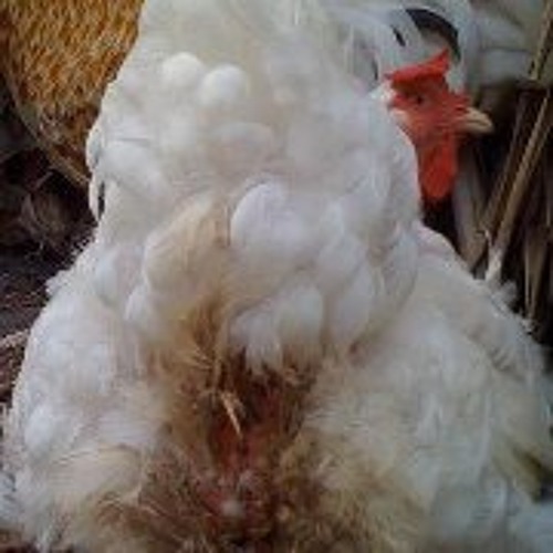 Stream Riki Russell music | Listen to songs, albums, playlists for free ...