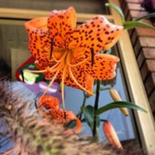 Stream Sarina Flowers music | Listen to songs, albums, playlists for ...