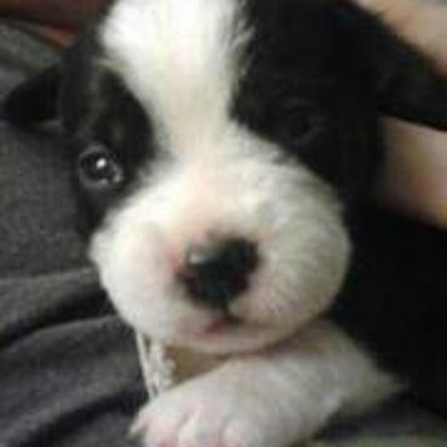 Stream Susan Fitton Landolfi music | Listen to songs, albums, playlists ...