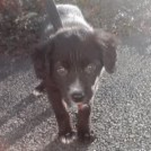 Stream Dominic Judge music | Listen to songs, albums, playlists for ...